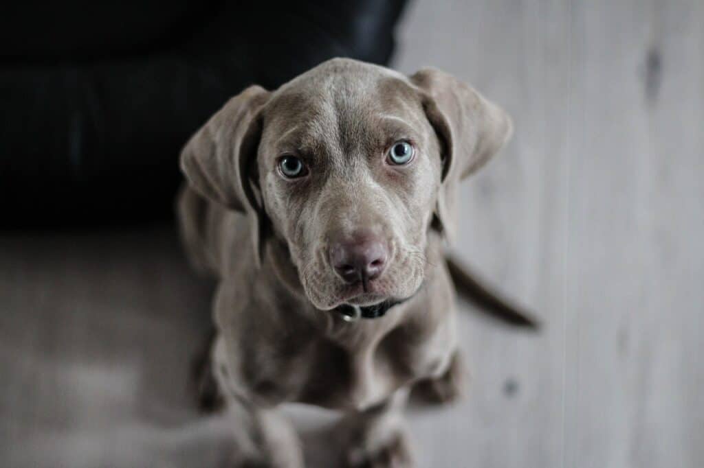 quelle-lettre-pour-les-chiens-2022-roxane-westie